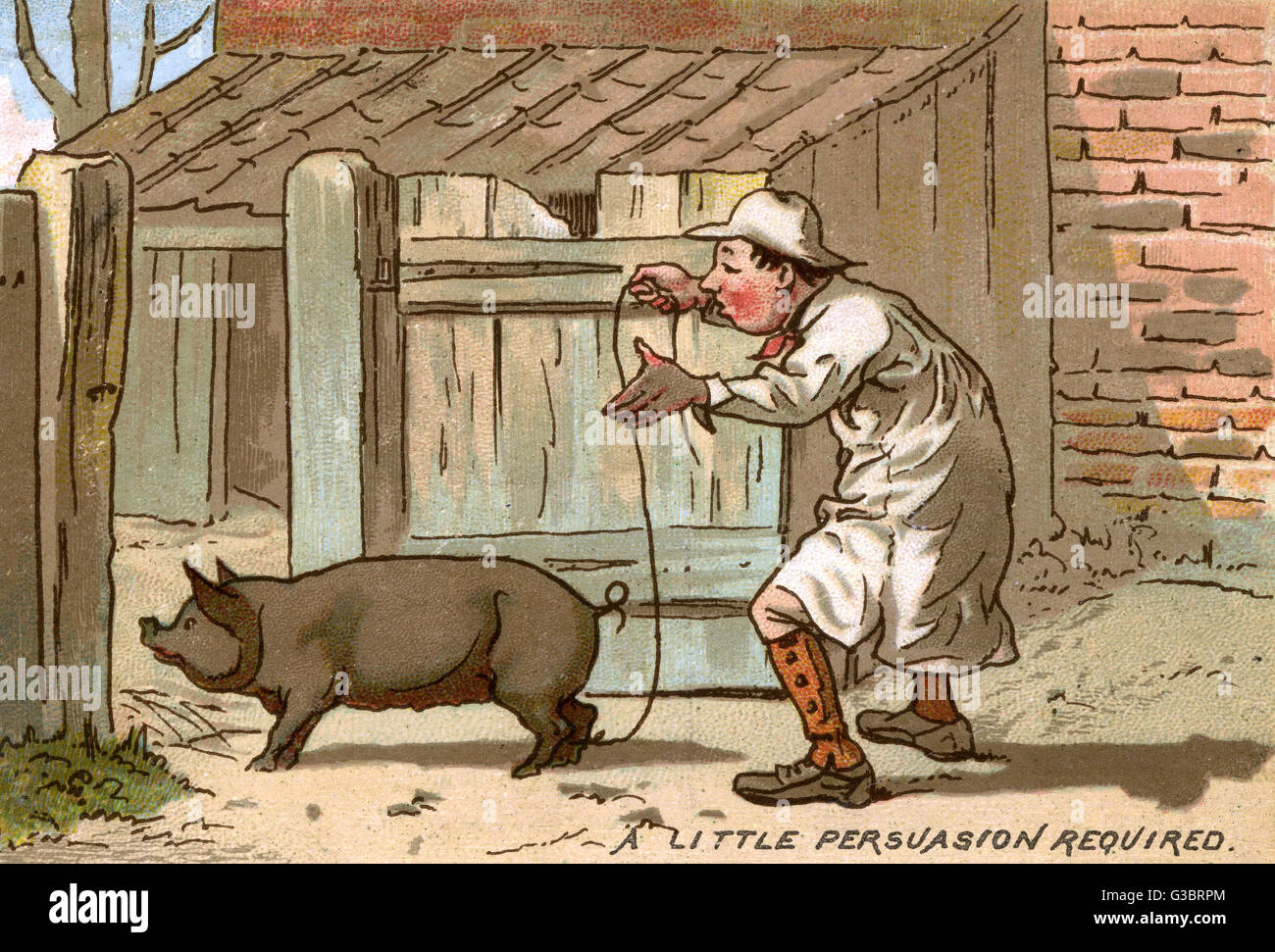 Pig farmer persuading a pig to move Stock Photo - Alamy