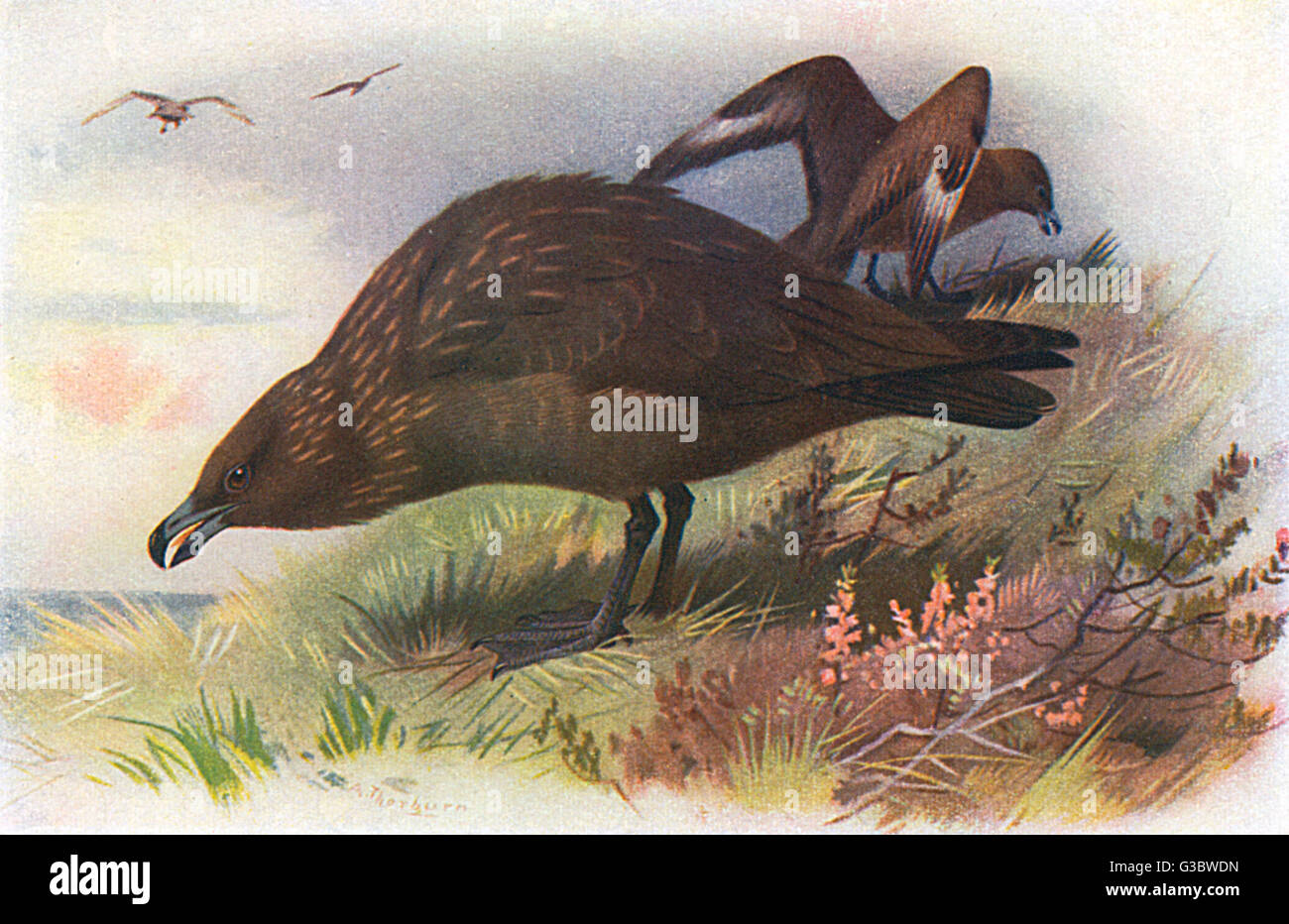Great Skua (Stercorarius skua Stock Photo - Alamy