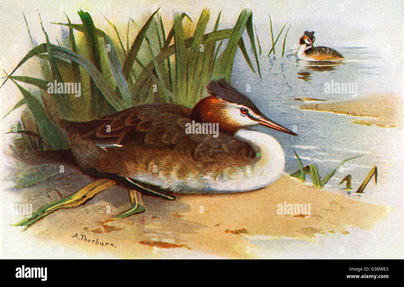 Great Crested Grebe (Podiceps cristatus Stock Photo - Alamy