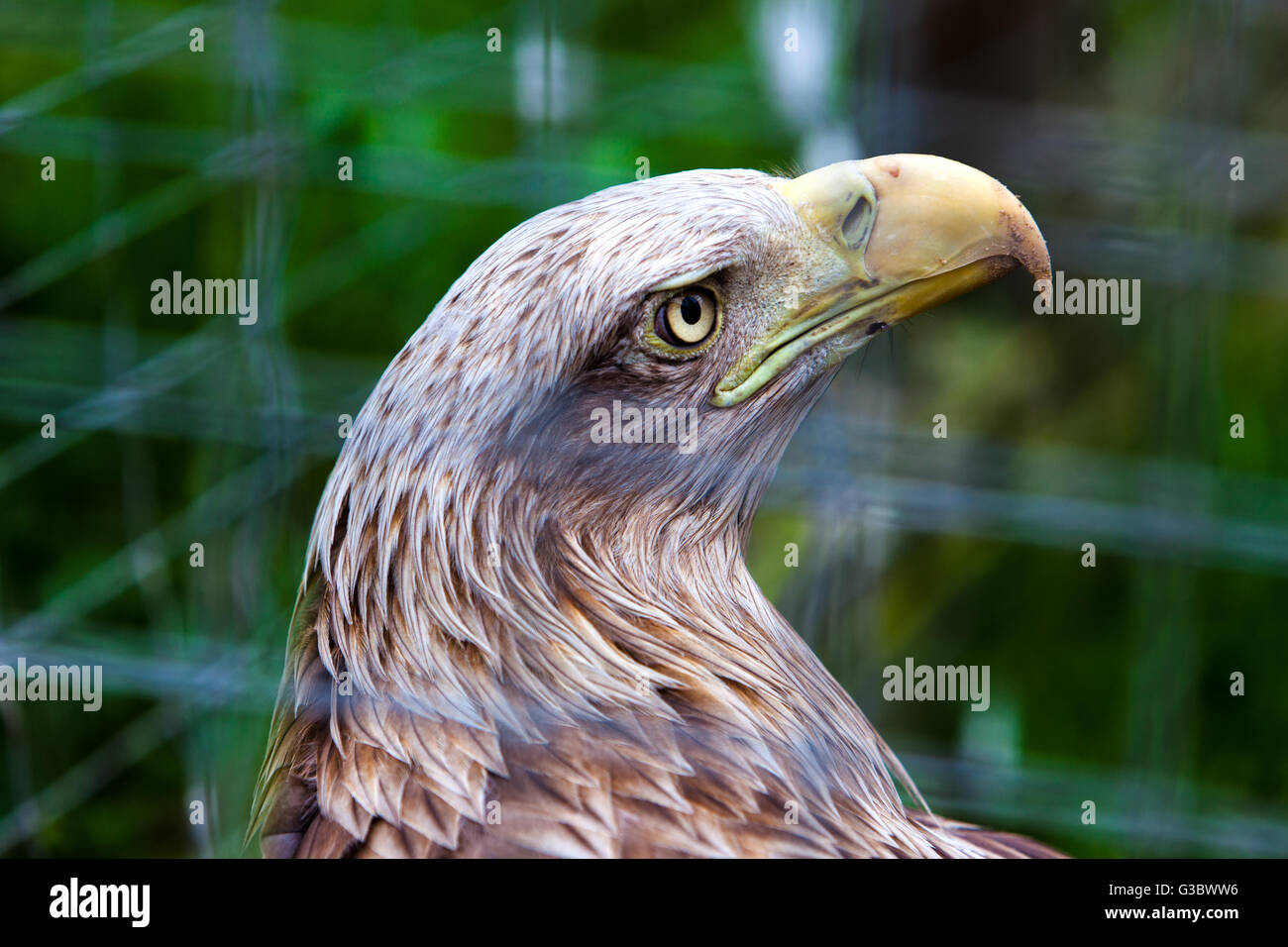 Philippine Hawk Eagle