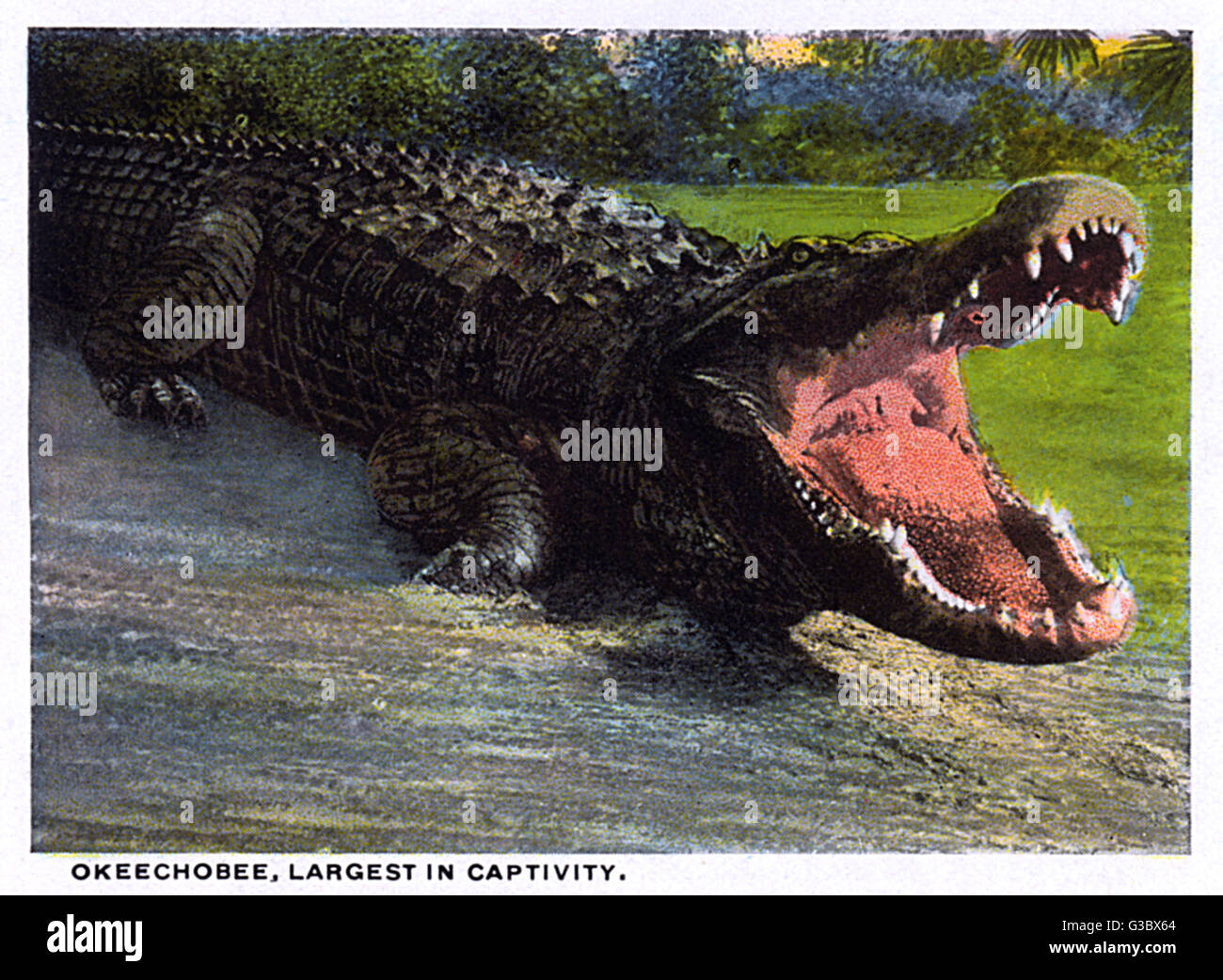California Alligator Farm High Resolution Stock Photography and Images ...