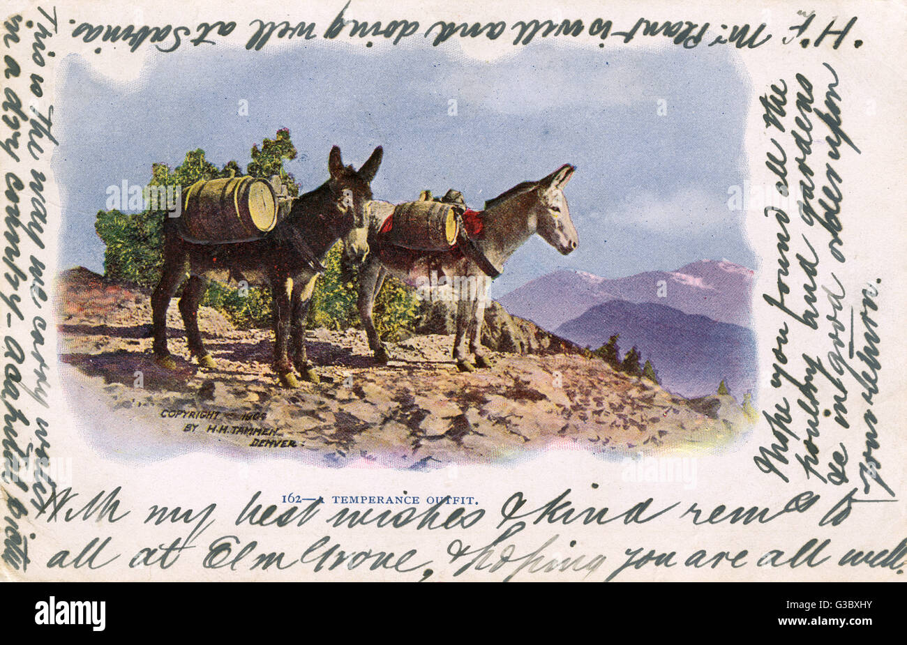 Donkeys carrying water barrels, Colorado, USA Stock Photo - Alamy