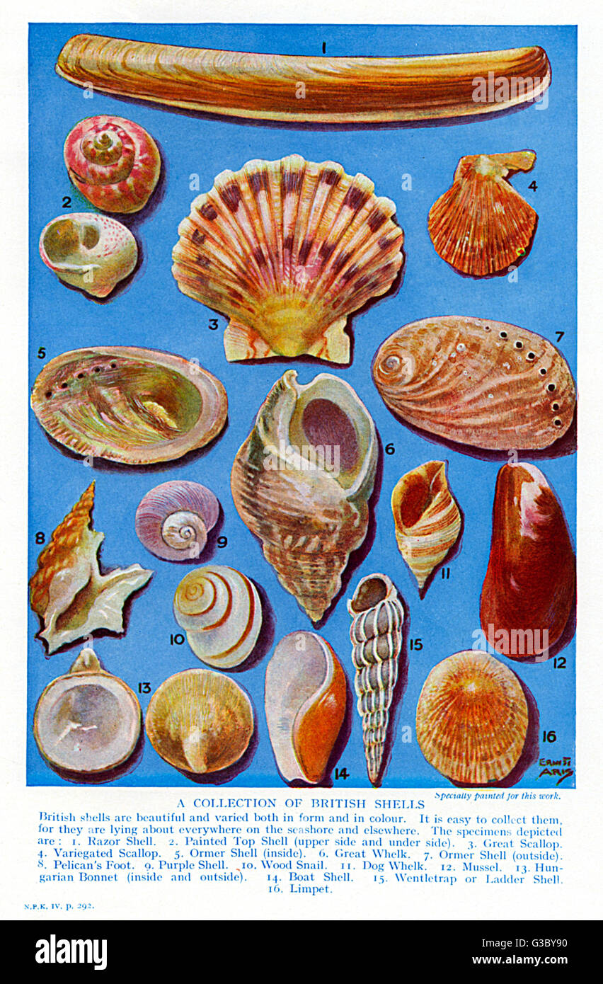 A selection of British Shells Stock Photo - Alamy