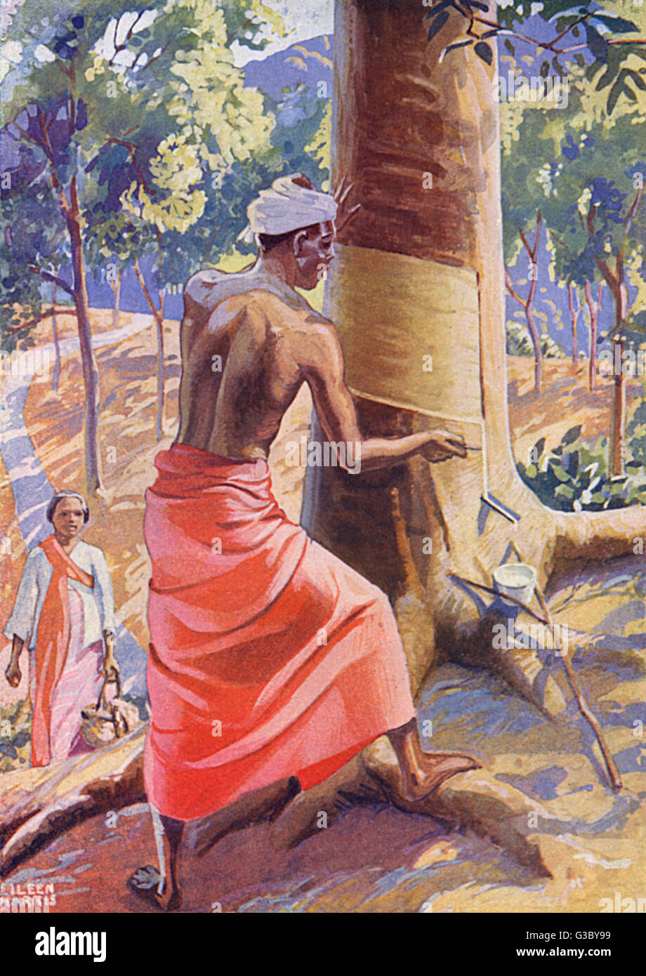 Tapping a Rubber Tree Stock Photo - Alamy