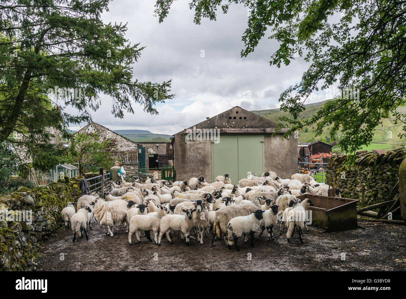 Farm animals uk cows sheep hi-res stock photography and images - Alamy