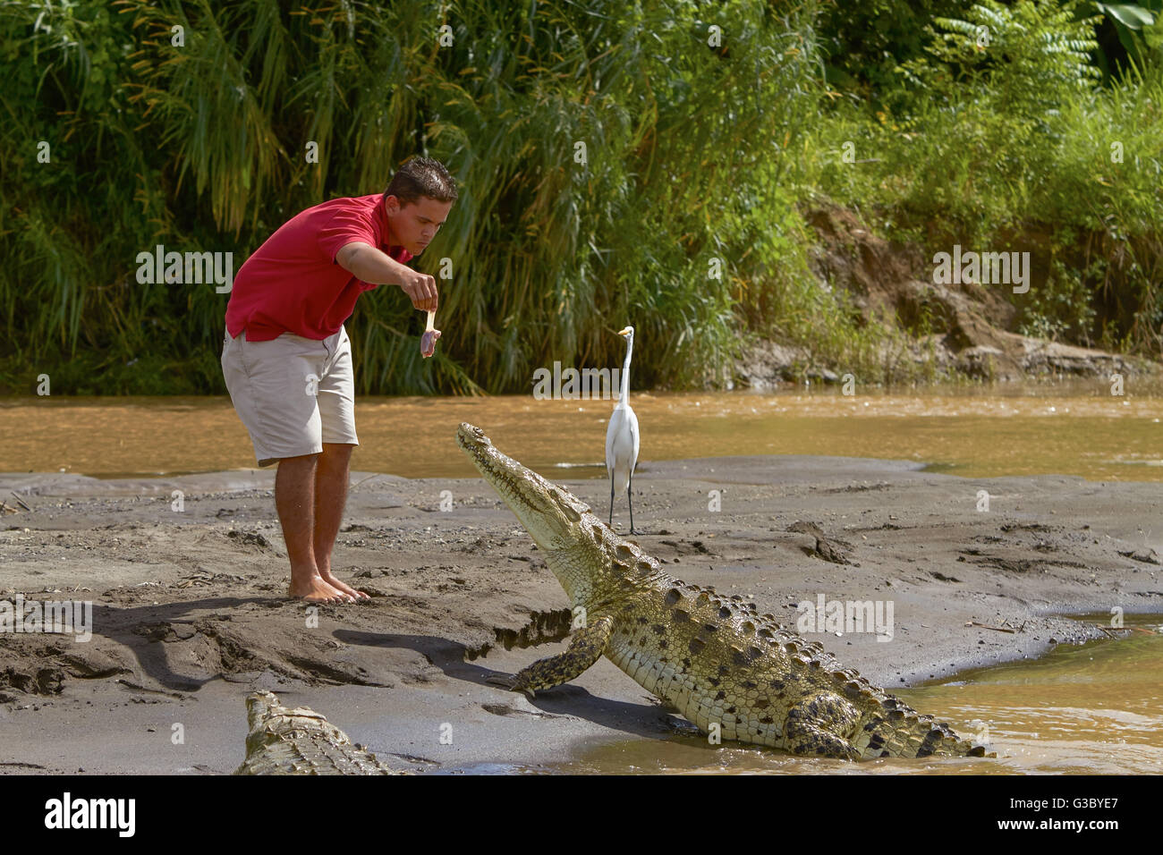 Alligator Eats Man Tosh