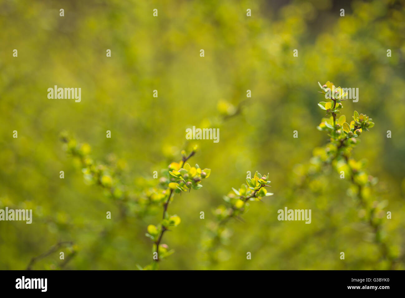 Spring garden plants defocused blurred bokeh background Stock Photo - Alamy