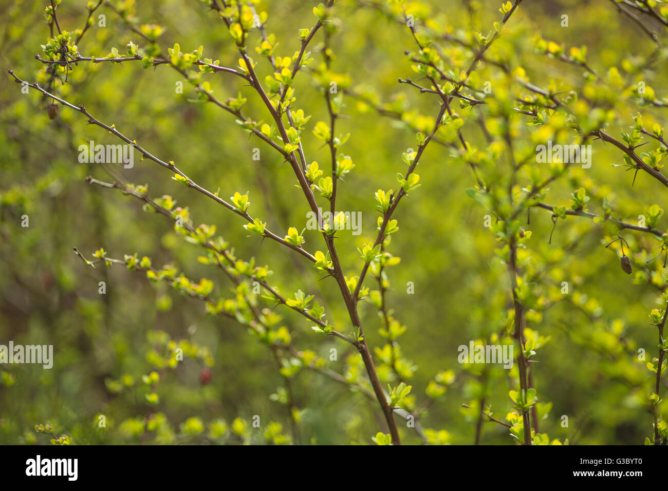 Spring garden plants defocused blurred bokeh background Stock Photo - Alamy