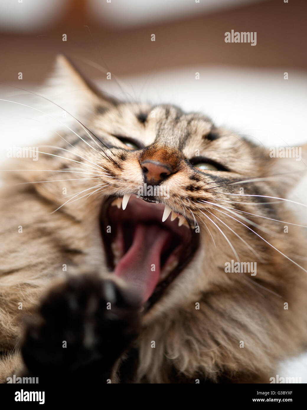 Domestic cat yawning hi-res stock photography and images - Alamy