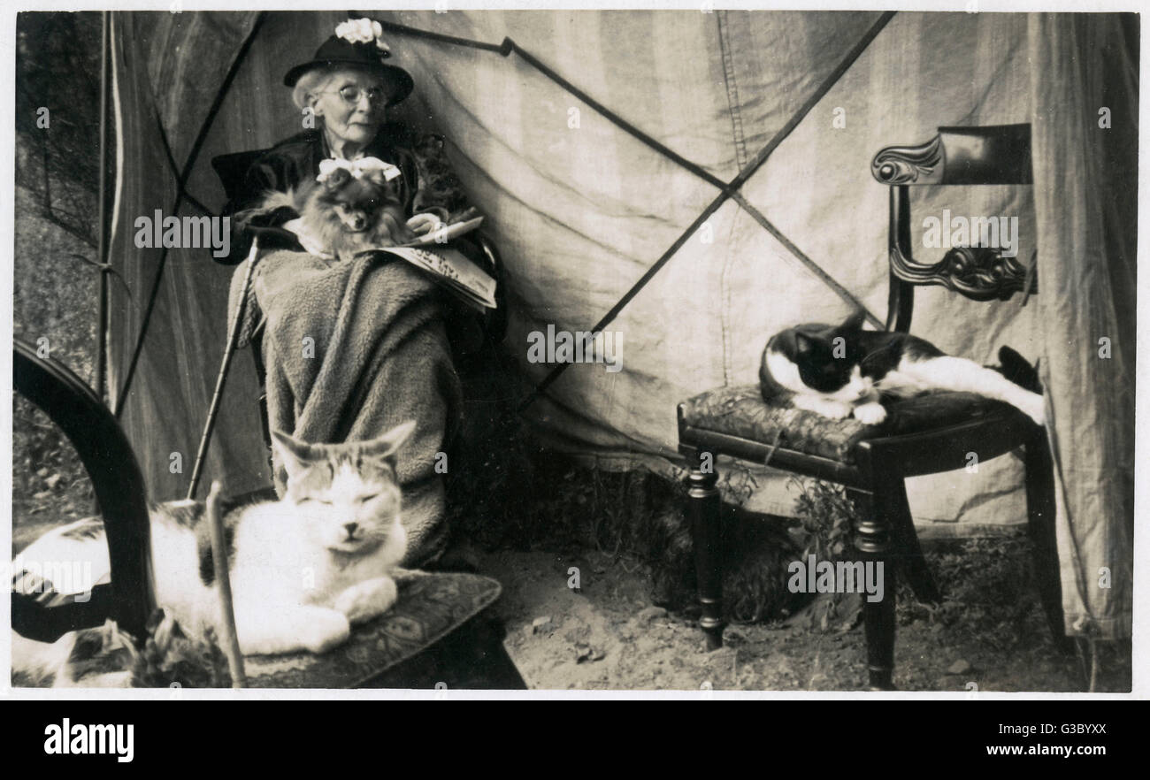 Old woman and her cats hi-res stock photography and images - Alamy