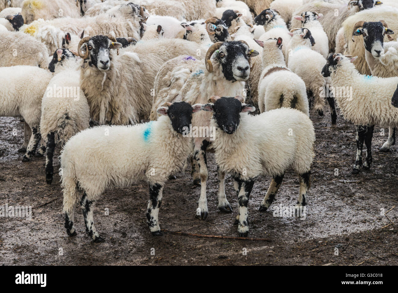 Swaledale sheep with lambs hi-res stock photography and images - Alamy