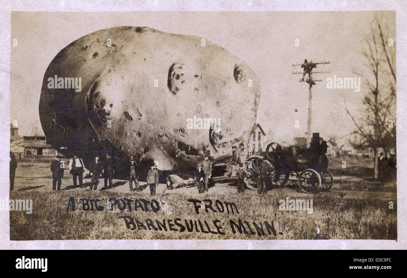 Giant potato, Barnesville, Minnesota, USA Stock Photo - Alamy
