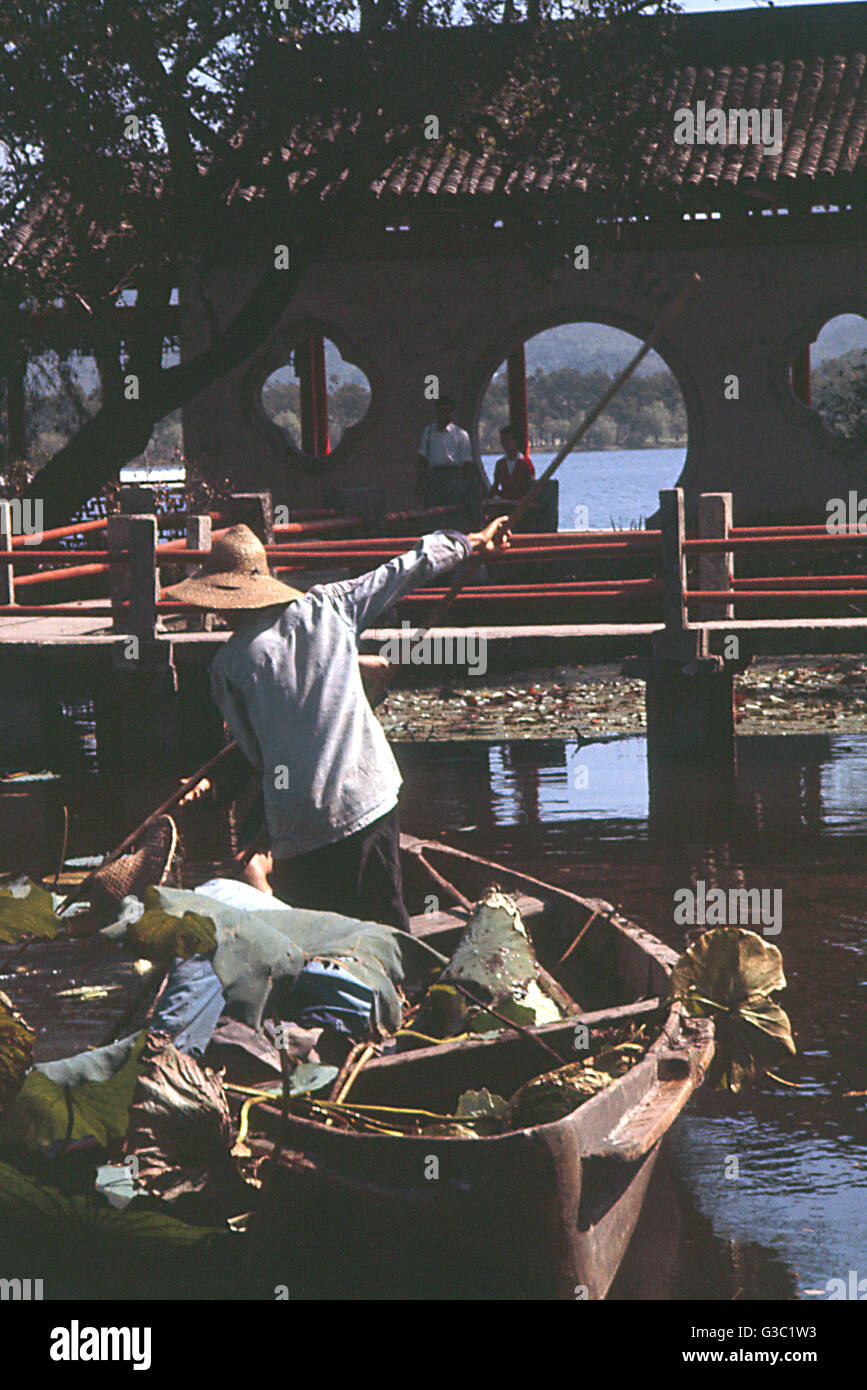 Gathering lotus blossoms, Hangchow (Hangzhou), China Stock Photo - Alamy