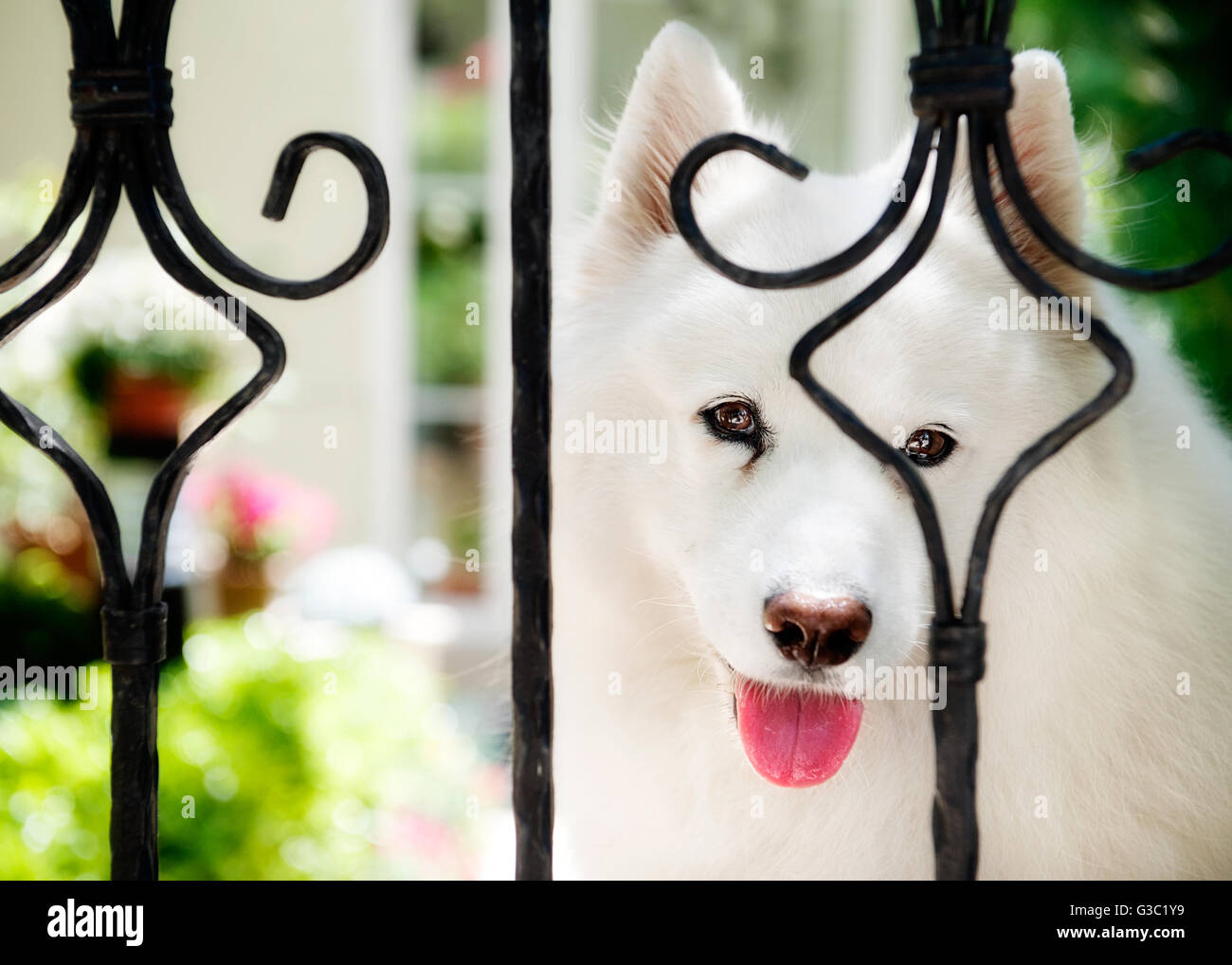 White Dog behind gate Stock Photo - Alamy