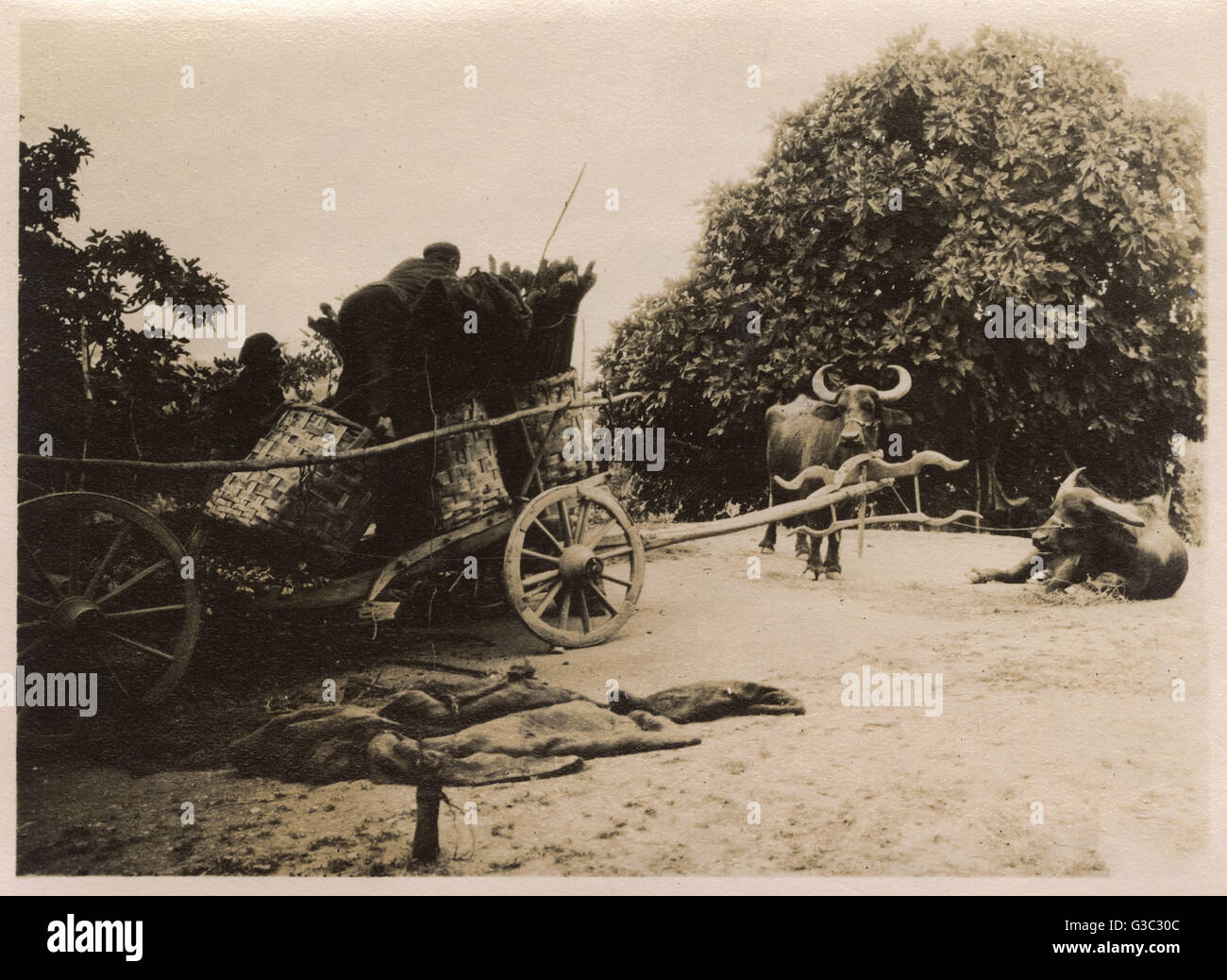 Turkey, Istanbul - Farm Cart with Oxen Stock Photo - Alamy