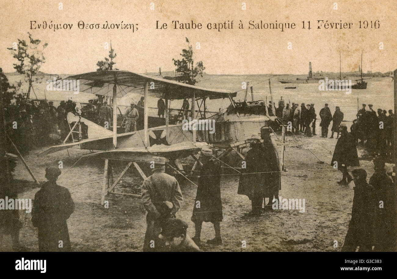 German taube hi-res stock photography and images - Alamy