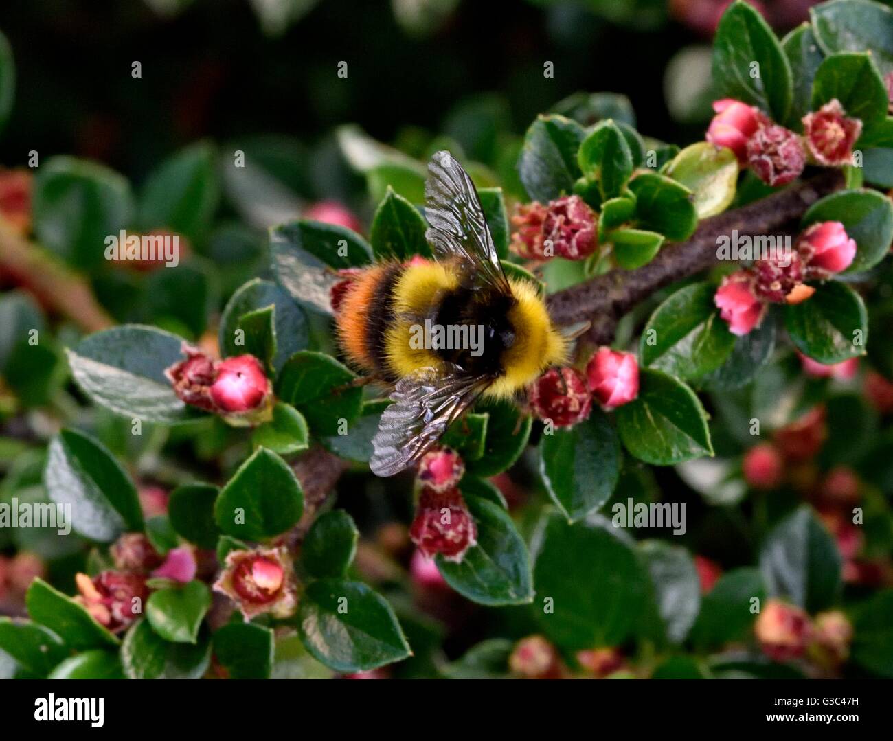 A bumblebee Bombus terrestris Stock Photo - Alamy