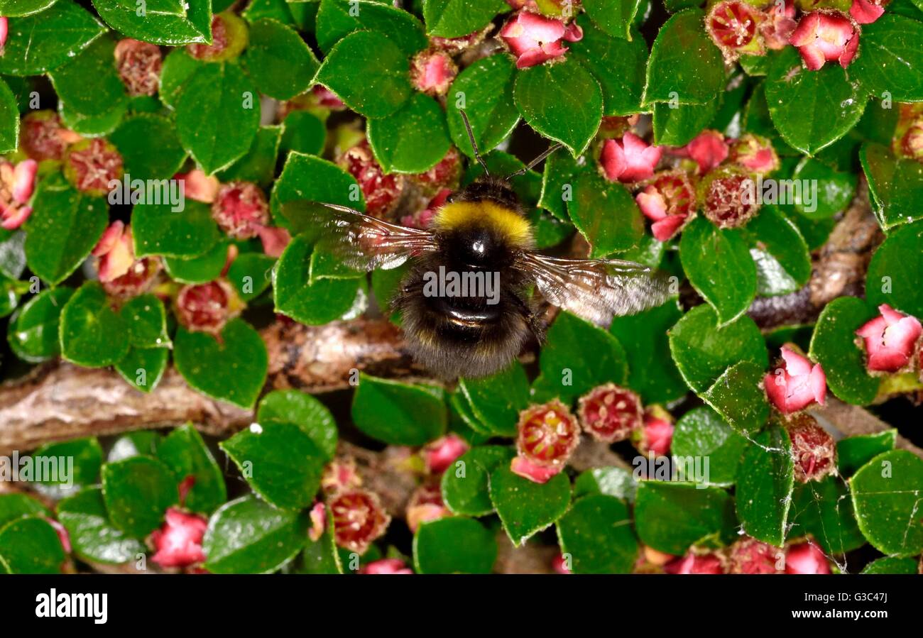 Insects pollination hi-res stock photography and images - Alamy