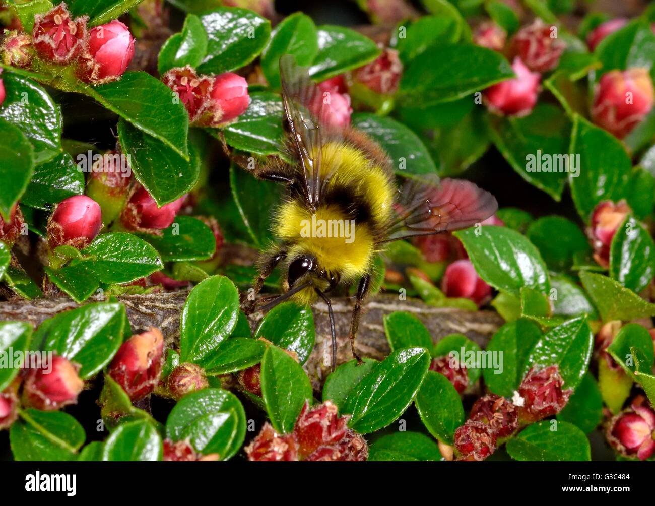 A bumblebee Bombus terrestris Stock Photo - Alamy