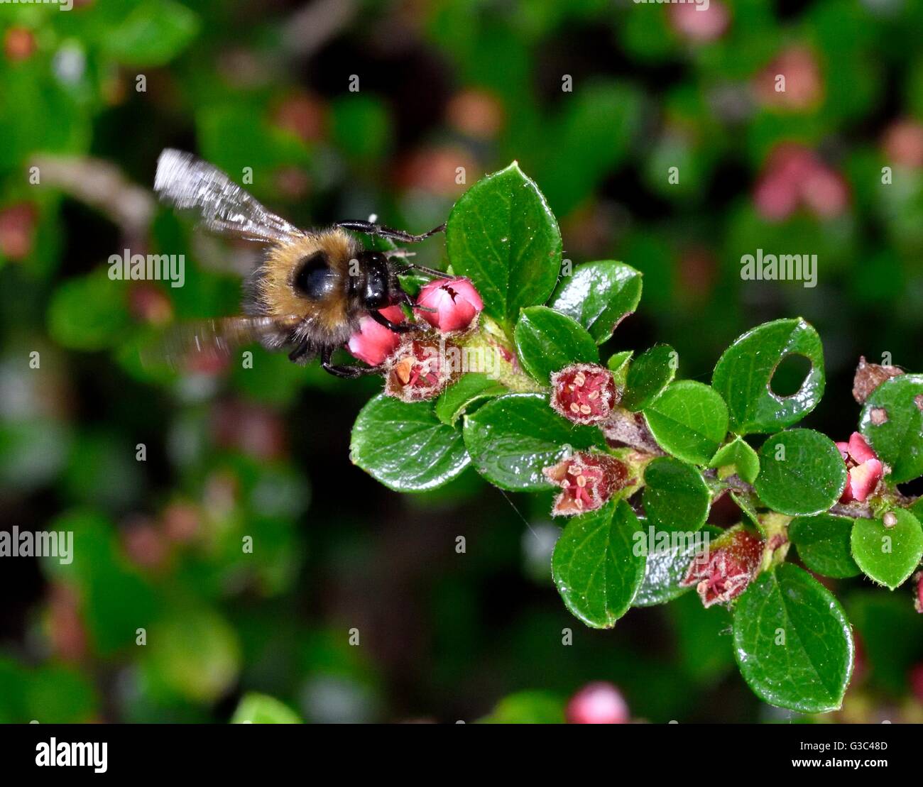 Bumblebee queen hi-res stock photography and images - Alamy