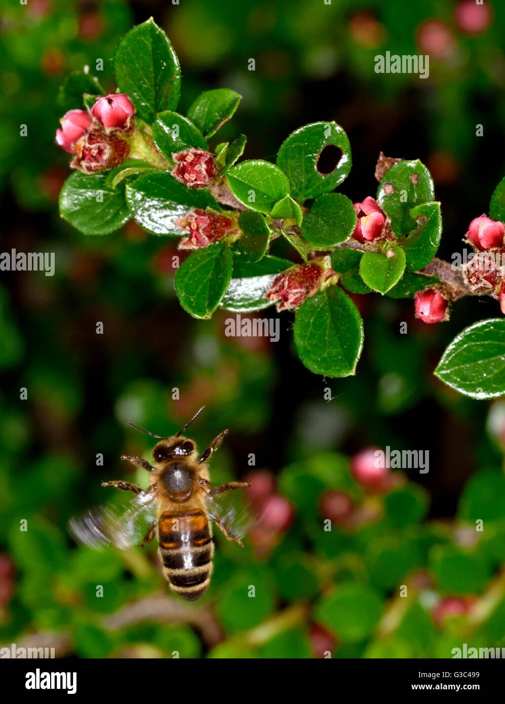 A worker honey bee approaching a flower Stock Photo - Alamy