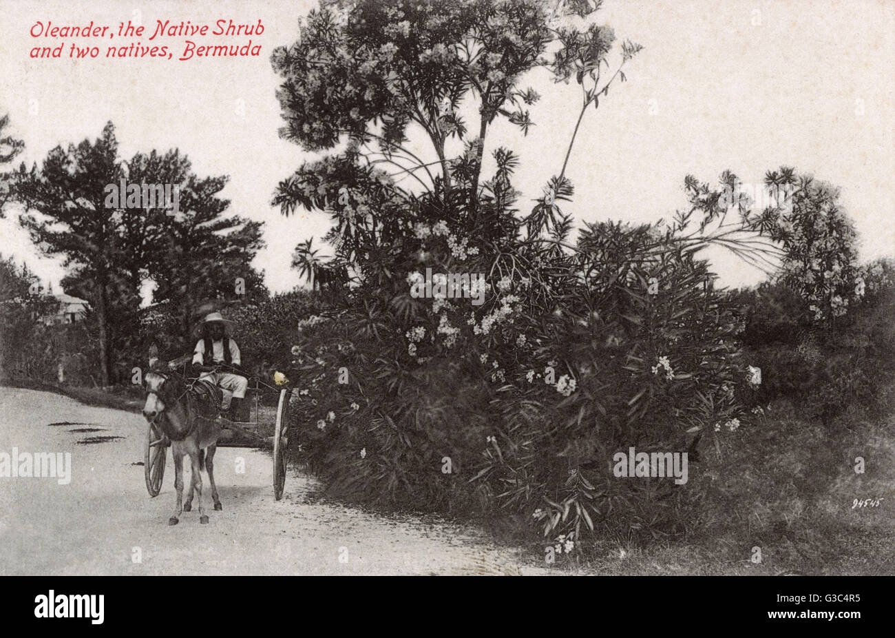 Oleander Tree in full bloom, Bermuda and a donkey cart Stock Photo - Alamy
