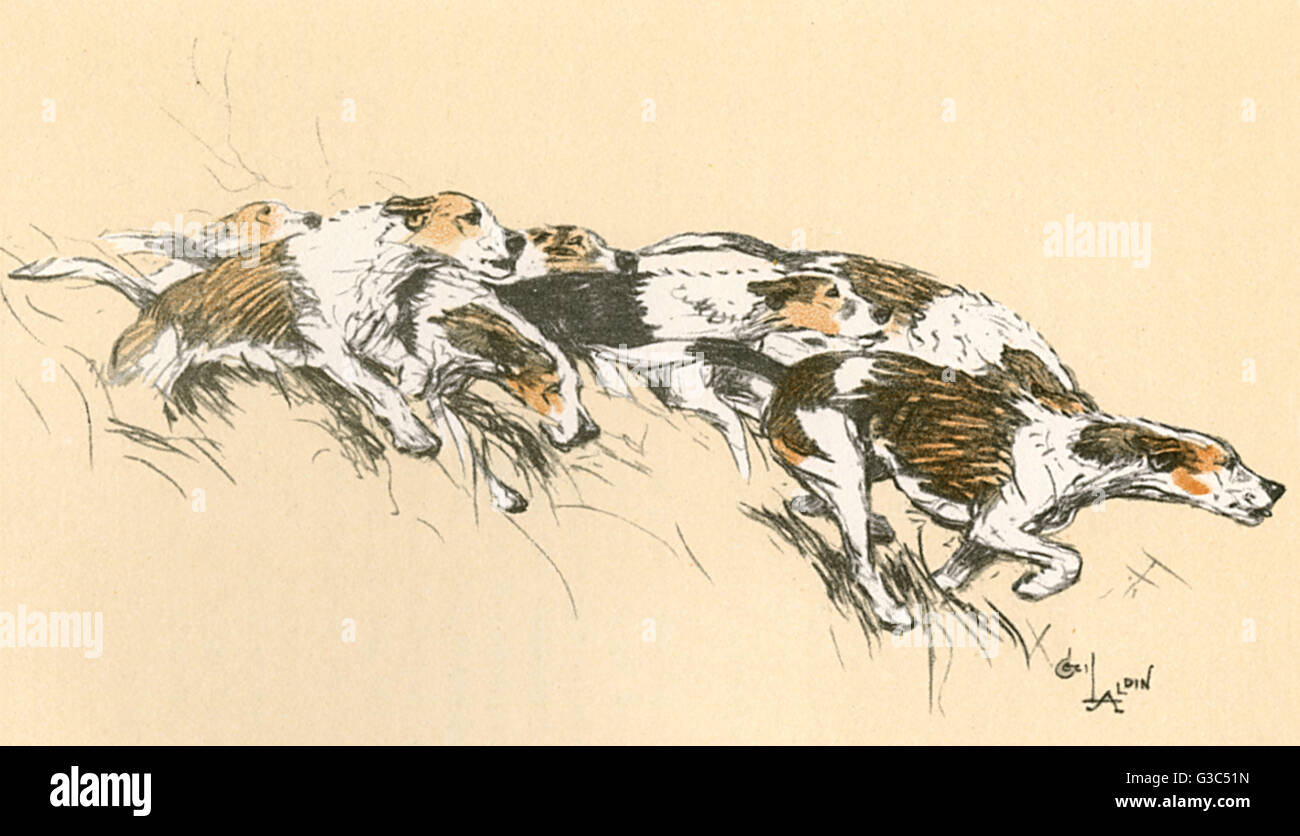 Foxhounds hi-res stock photography and images - Alamy