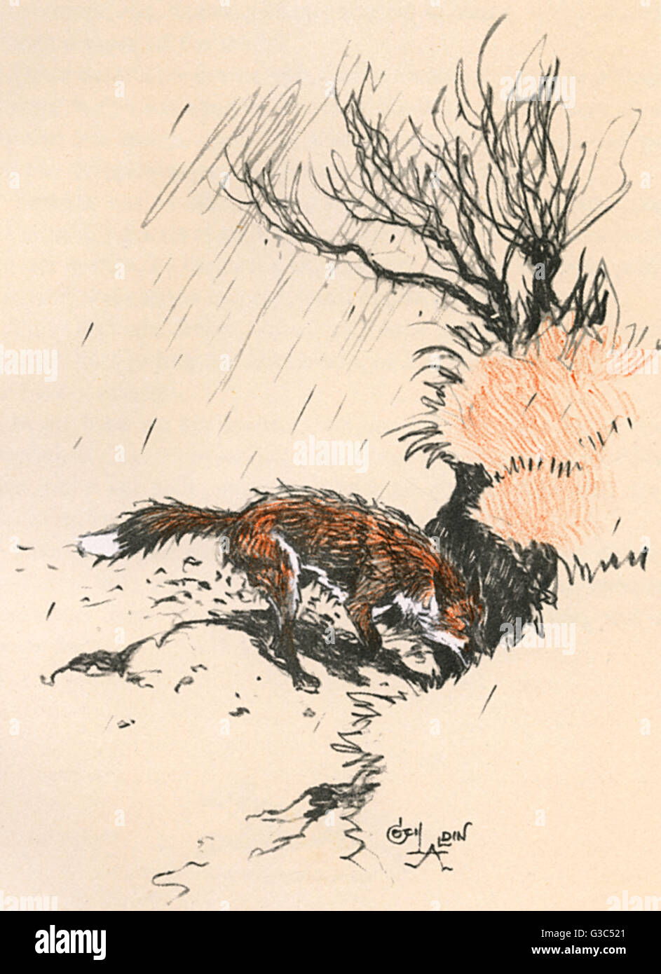 An old dog fox scratching at the ground Stock Photo - Alamy