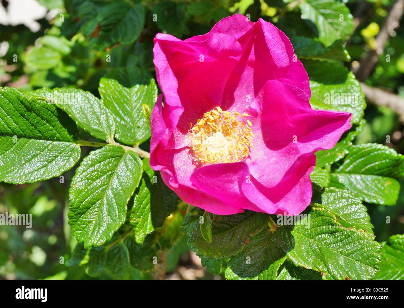 Rosa rugosa flower pink hi-res stock photography and images - Alamy