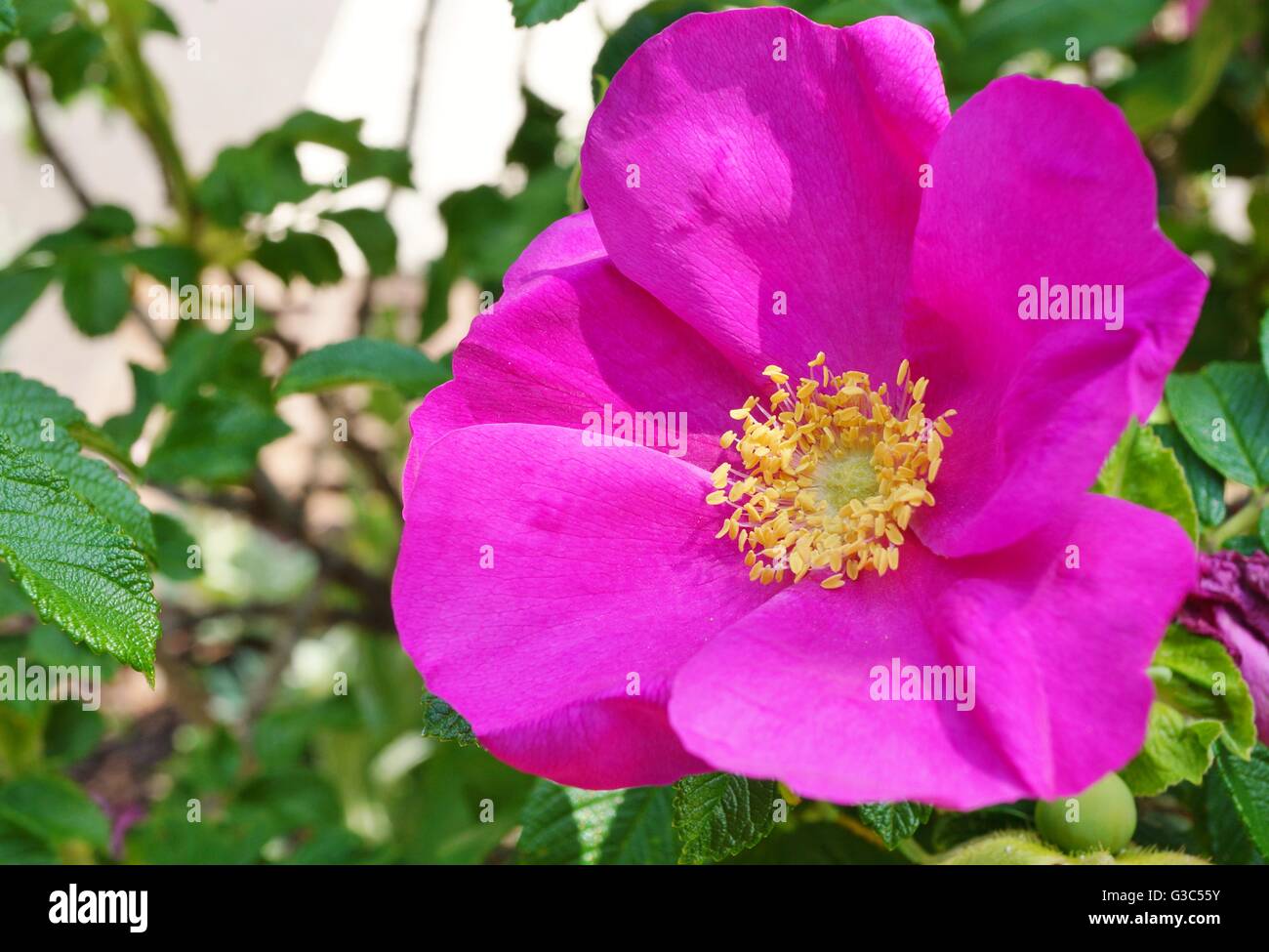 Pink flower of the rosa rugosa rose Stock Photo - Alamy