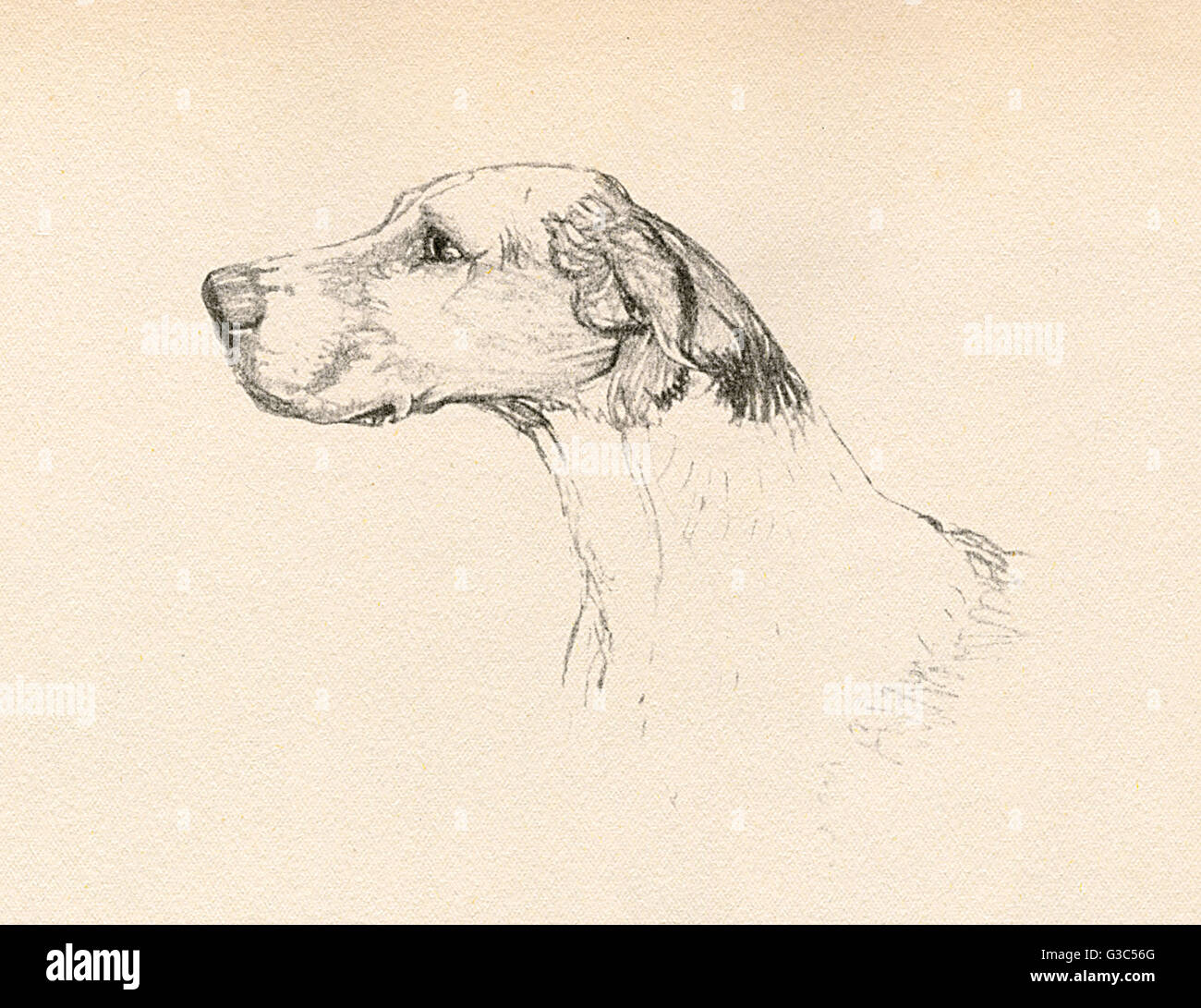 Sketch of a hound's head in profile Stock Photo - Alamy