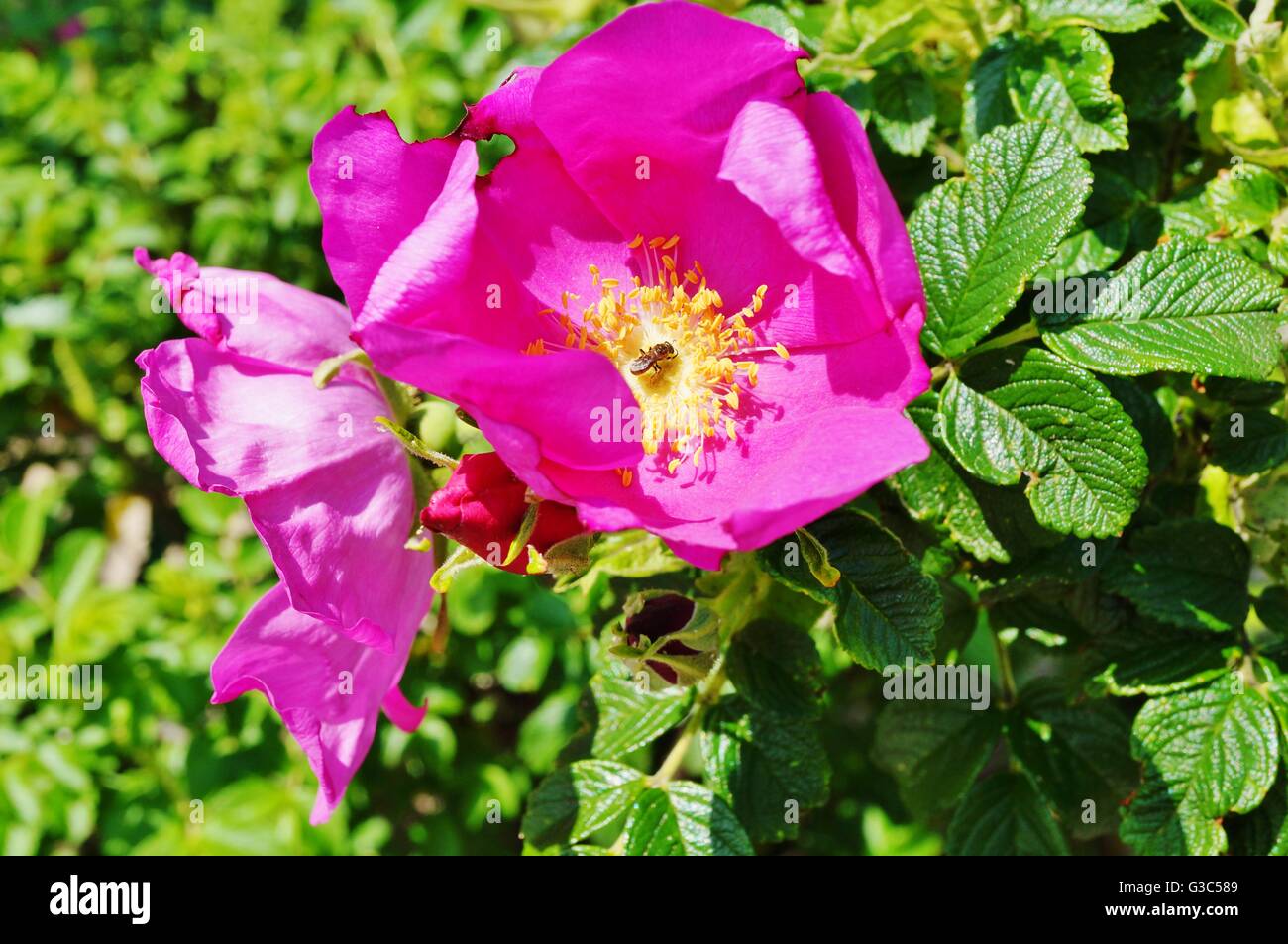 Rosa rugosa flower pink hi-res stock photography and images - Alamy