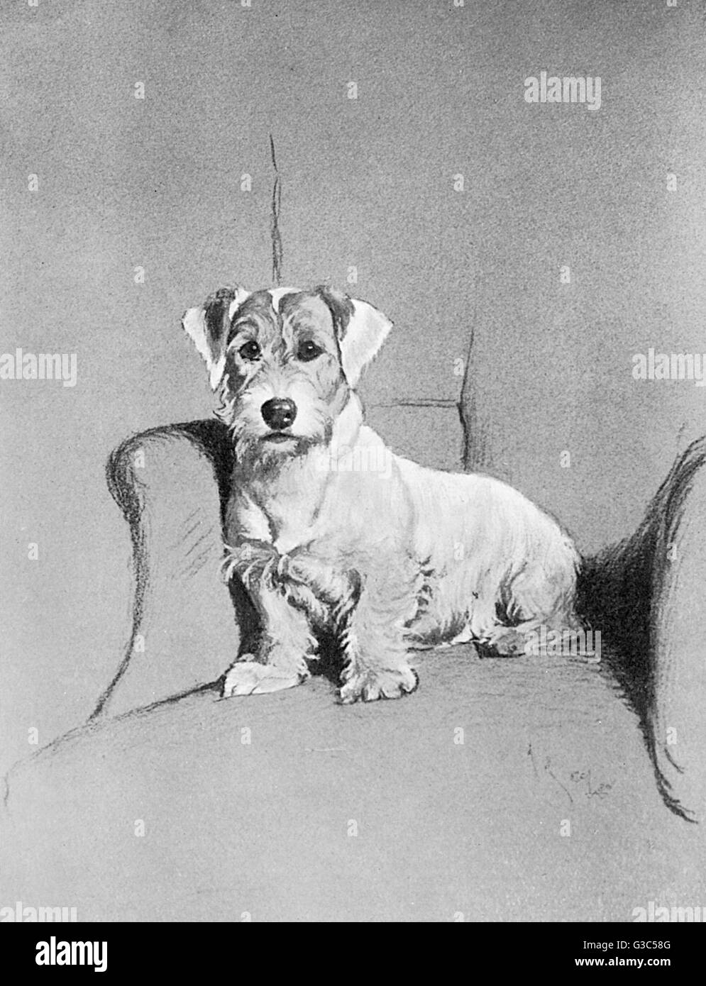 Small cute dog sitting Black and White Stock Photos & Images - Alamy