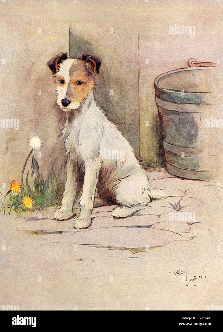 Frontispiece illustration, Peter, the fox terrier Stock Photo - Alamy