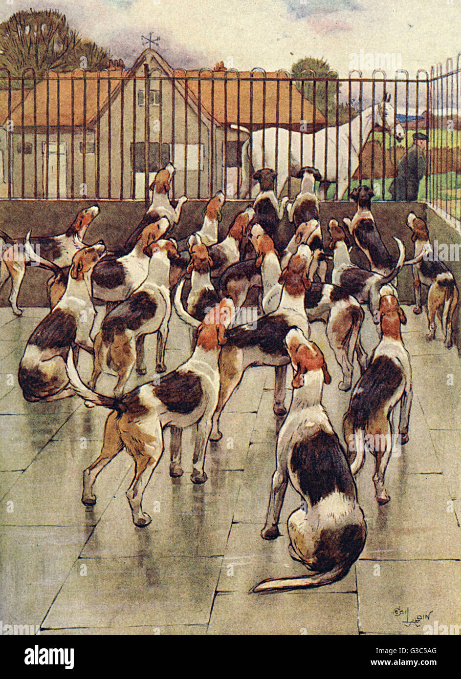 A pack foxhounds howling in hi-res stock photography and images - Alamy