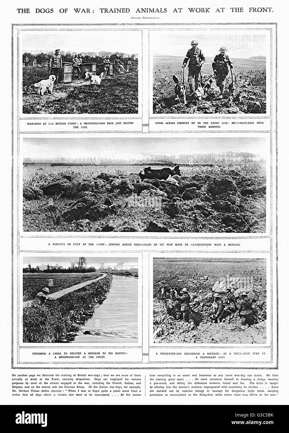 Trained at the british war dog hi-res stock photography and images - Alamy