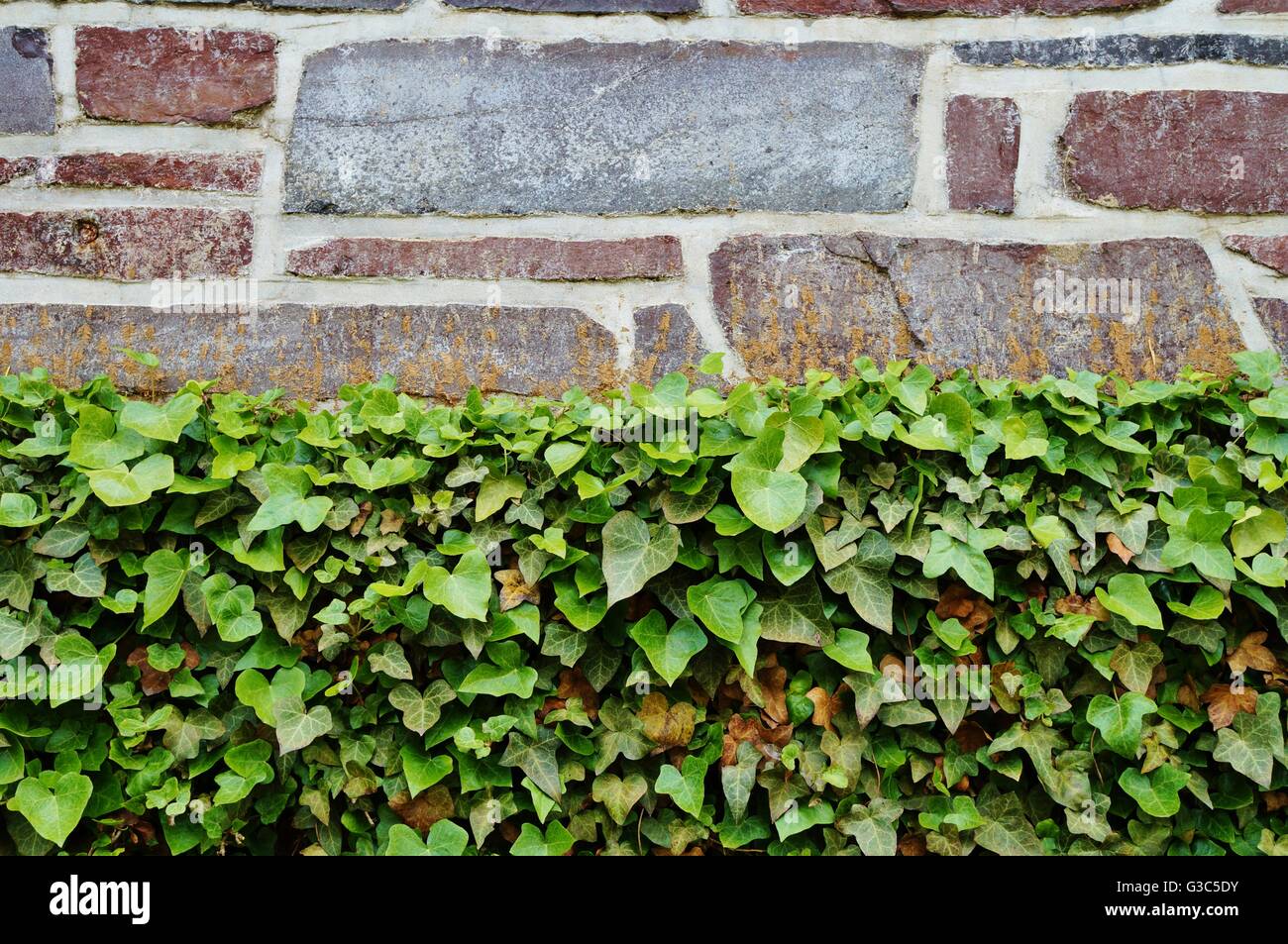 Ivy covered stone wall Stock Photo - Alamy