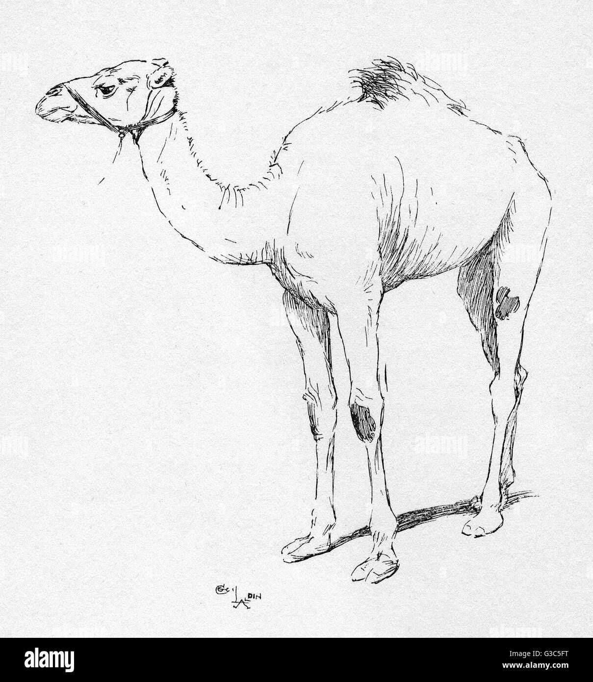 Illustration by Cecil Aldin, The Camel Stock Photo - Alamy