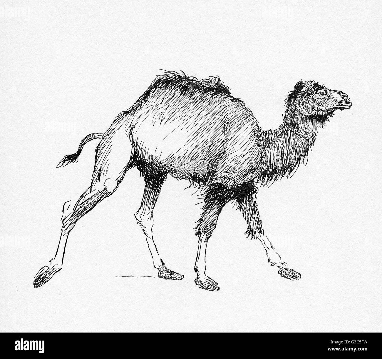 Camel illustration Black and White Stock Photos & Images - Alamy