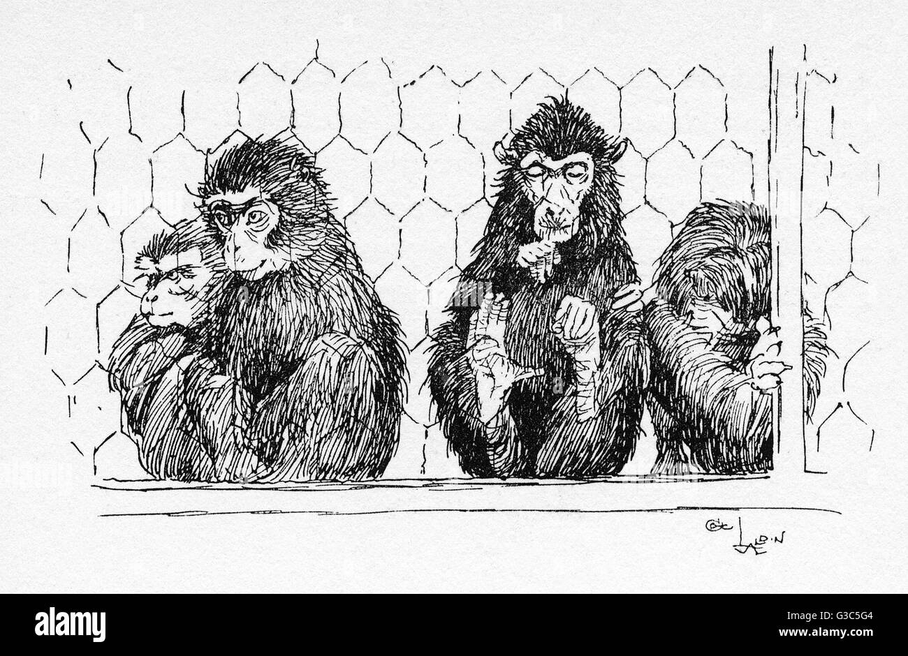 Monkey house hi-res stock photography and images - Alamy