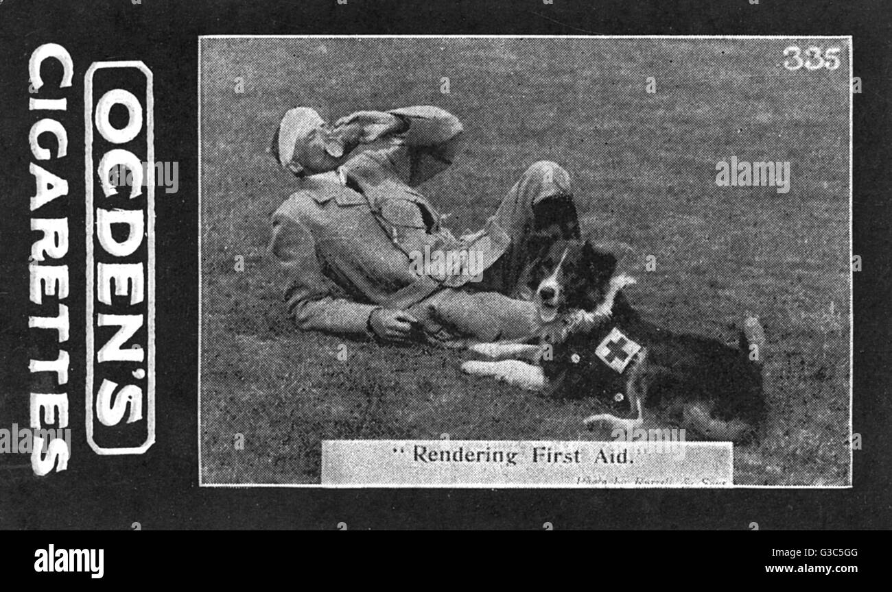 Rendering First Aid - Major Richardson's war dogs Stock Photo - Alamy