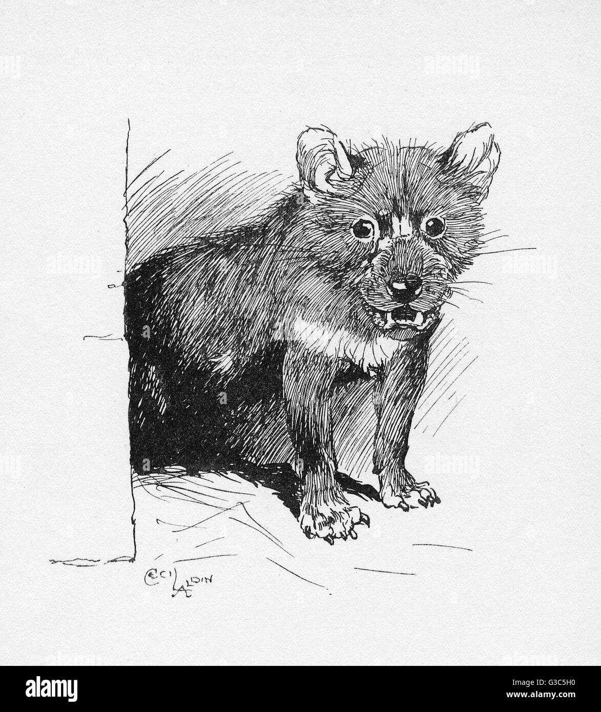 Illustration by Cecil Aldin, The Tasmanian Devil Stock Photo - Alamy