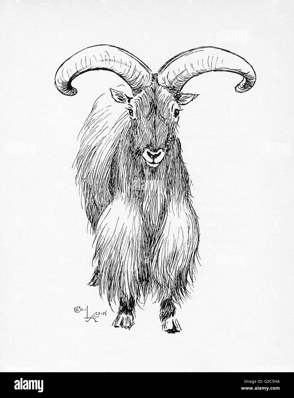 Illustration by Cecil Aldin, The Barbary Sheep Stock Photo - Alamy