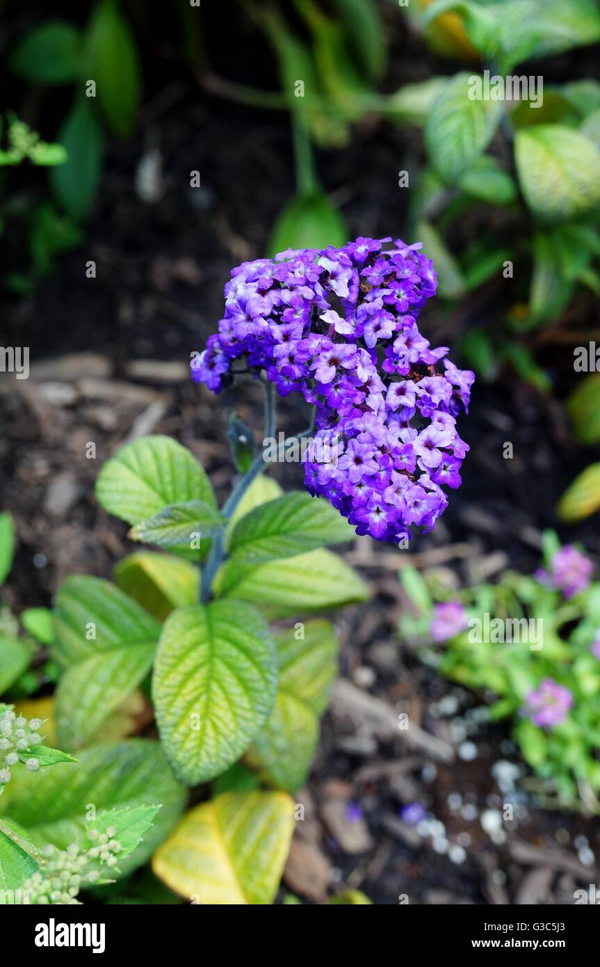 Heliotrope hi-res stock photography and images - Alamy