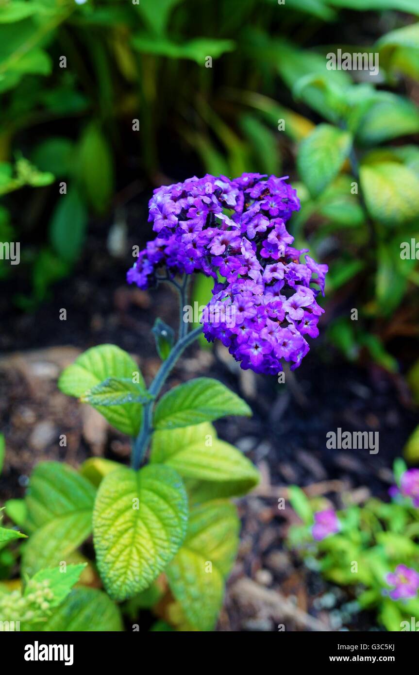 Fragrant blue heliotrope flower Stock Photo - Alamy