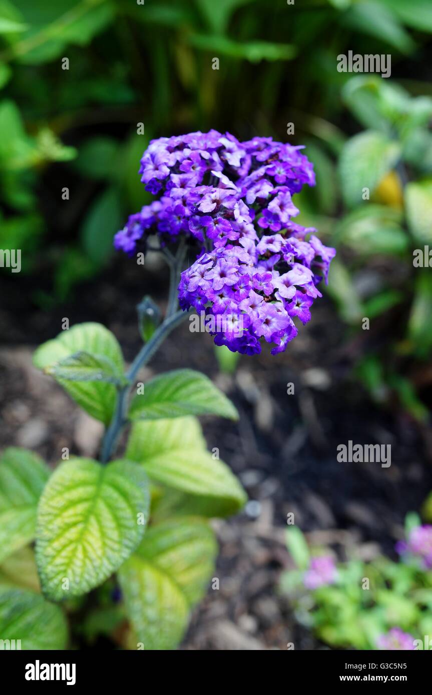 Fragrant blue heliotrope flower Stock Photo - Alamy