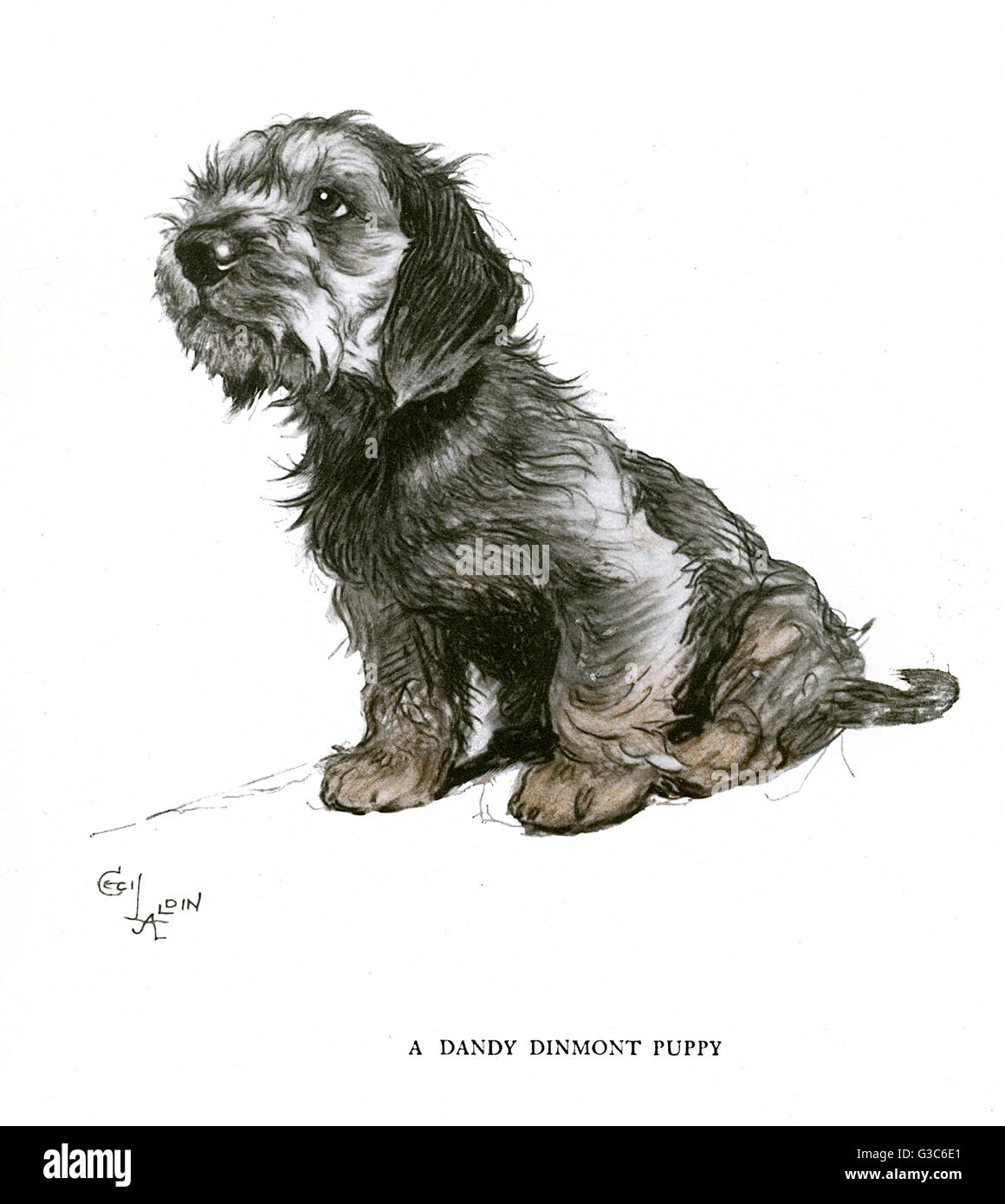 Dandy Dinmont terrier puppy Stock Photo - Alamy