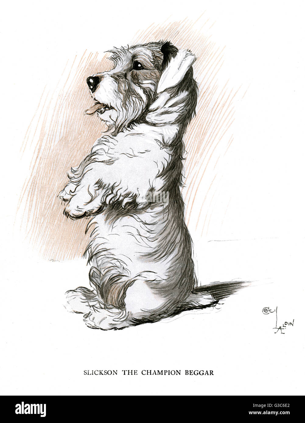 Sealyham terrier sitting up and begging Stock Photo - Alamy