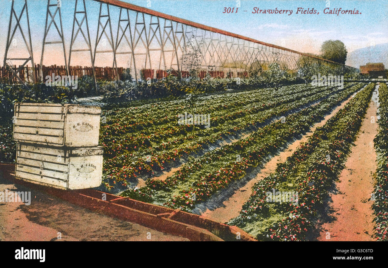 Fields of Strawberries and Irrigation system California, USA Stock ...