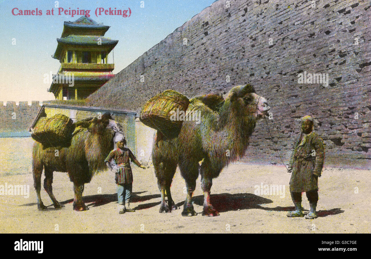 Camel train chinese hi-res stock photography and images - Alamy